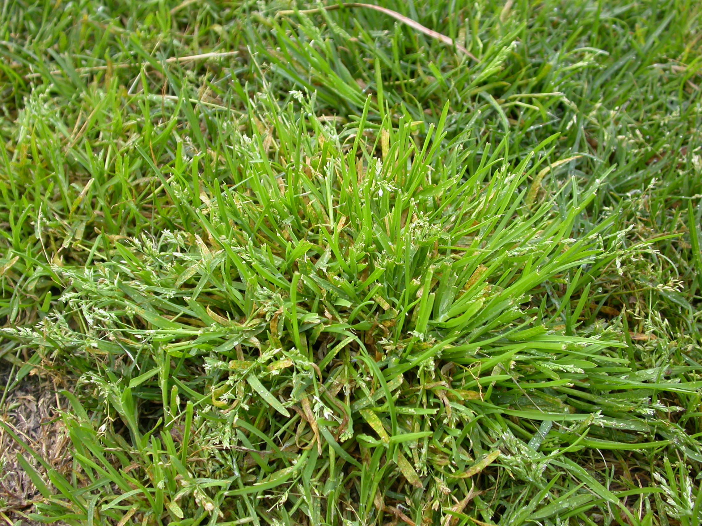 How to Control Winter Grass All Year Round Turf Supplies